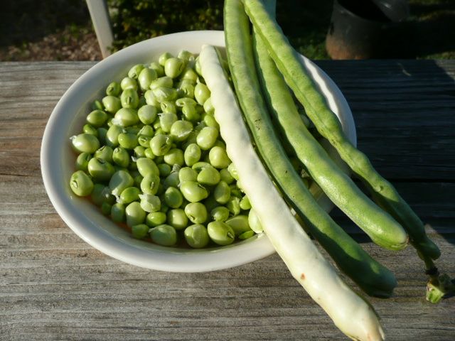 Largest southern pea? | Homesteading Forum