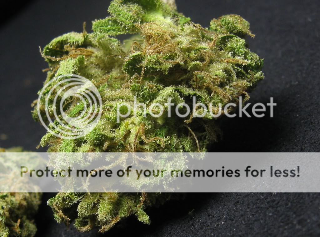 DANK BUD PORN (from todays pickup) | Grasscity Forums - The #1 ...