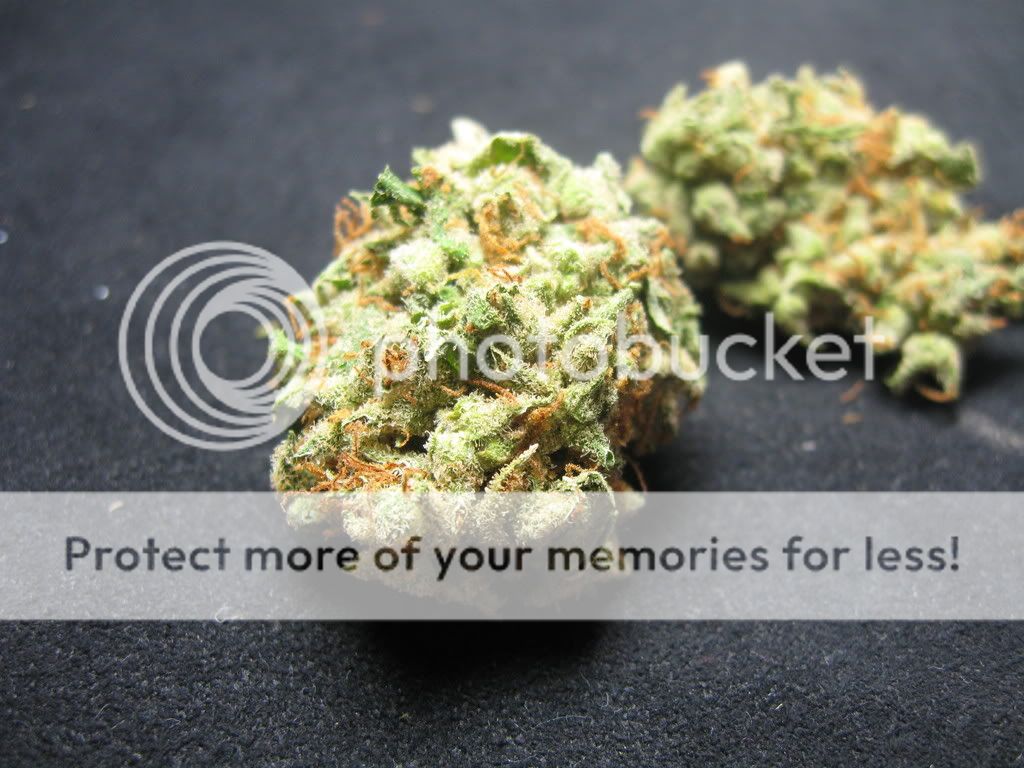 DANK BUD PORN (from todays pickup) | Grasscity Forums - The #1 ...