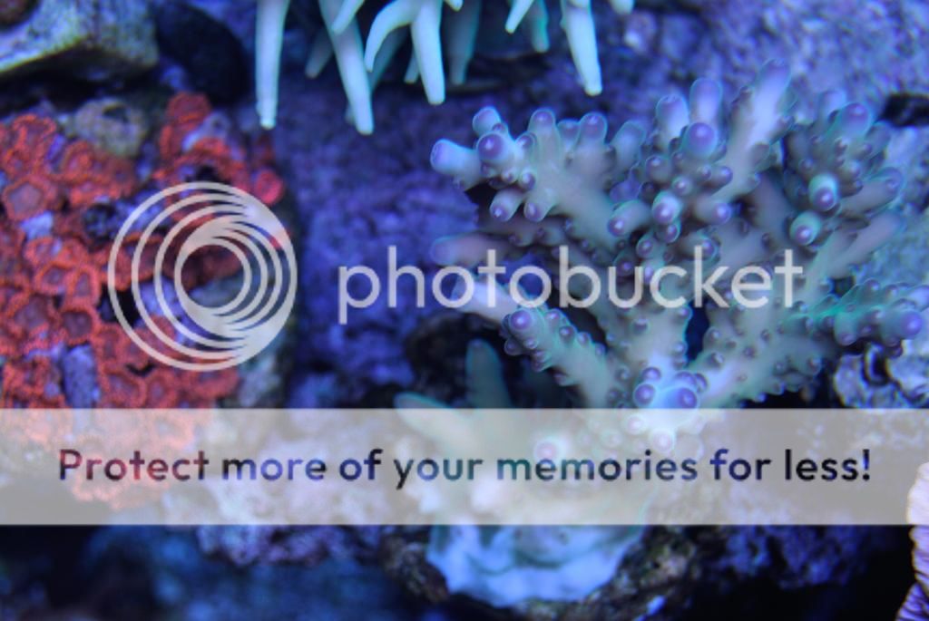 Soft Tissue Acro Picture Thread | Reef Central Online Community