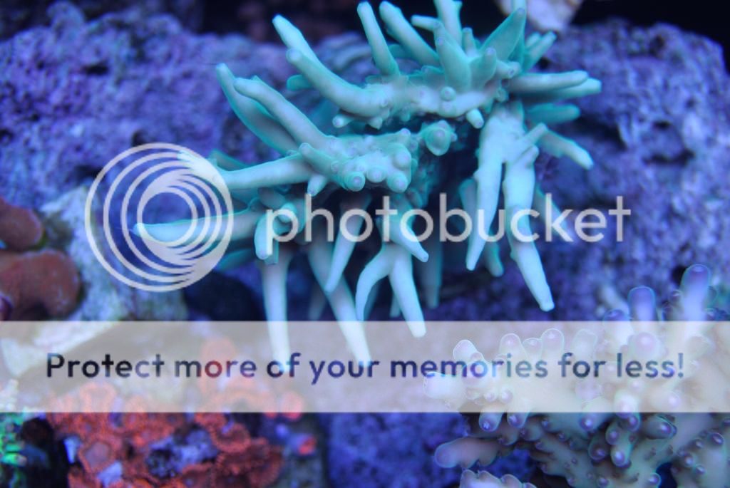 Soft Tissue Acro Picture Thread | Reef Central Online Community